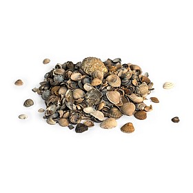 Schelpen 8-16 mm BB - GSB Tuinmaterialen